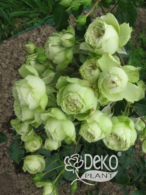 Роза Lovely Green (Лавли Грин) - Парковые - Саженцы роз, ягодных ...