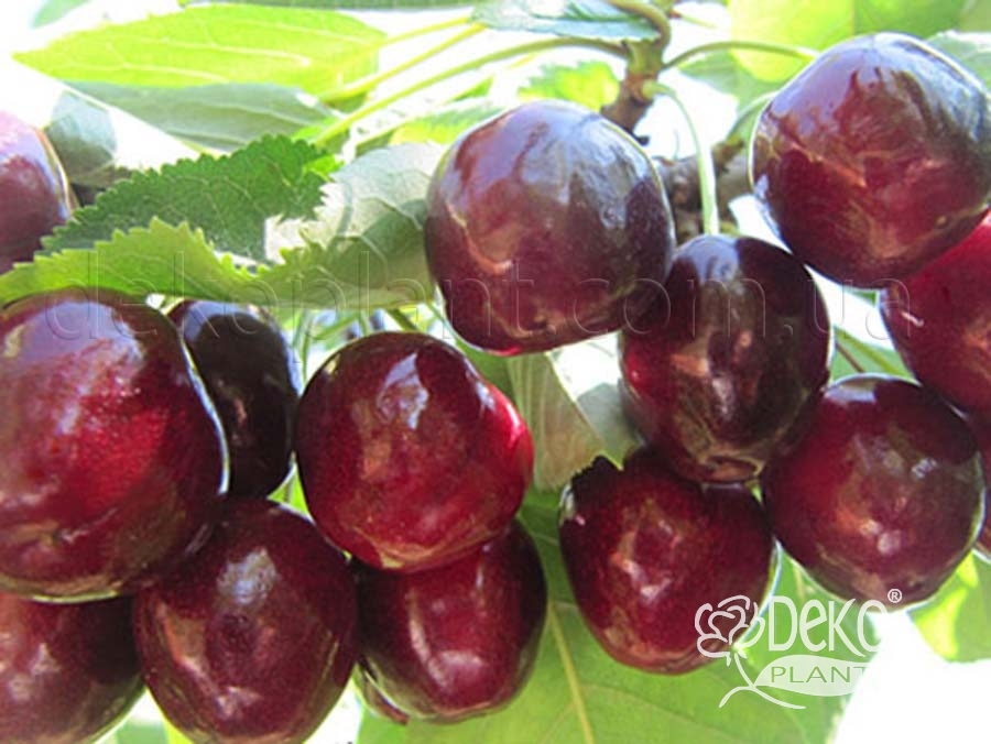 Черешня Регіна - Черешня - Саджанці троянд, ягідних, фруктових та ...
