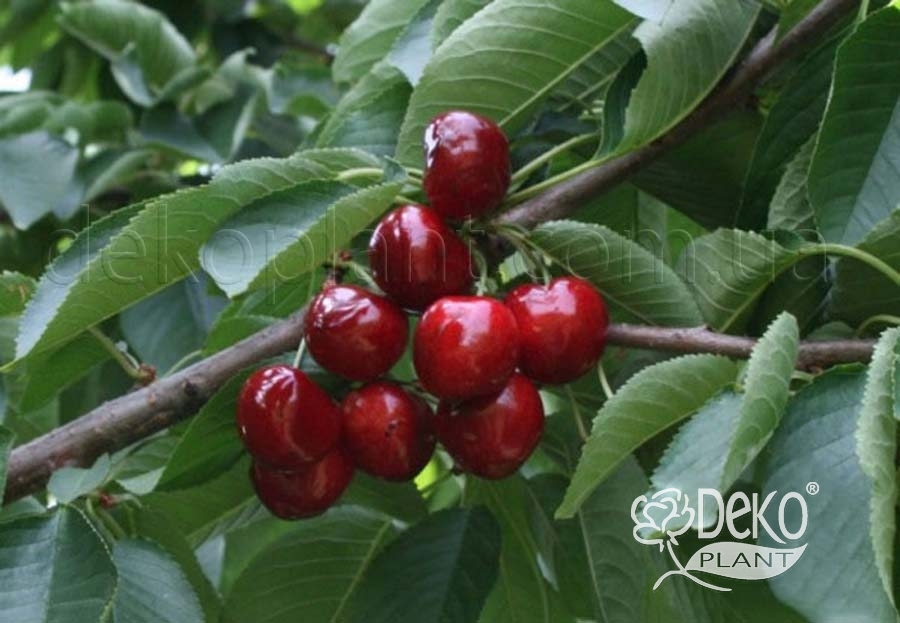 Черешня Регіна - Черешня - Саджанці троянд, ягідних, фруктових та ...